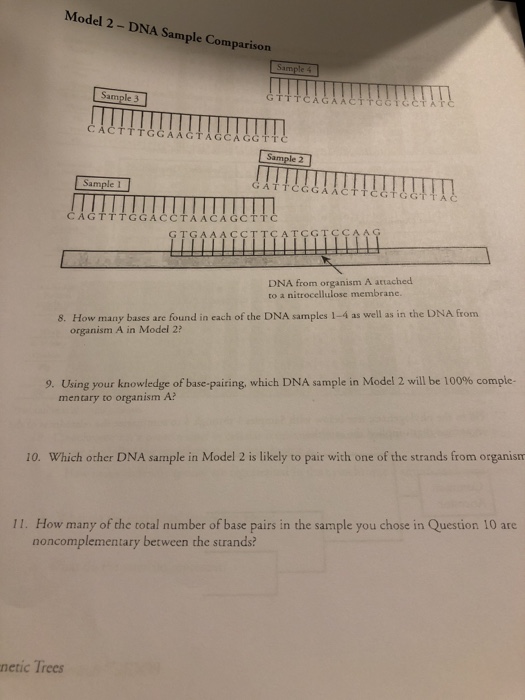 Solved Model 2- DNA Sample Comparison Sample 3 G T tn Sample | Chegg.com