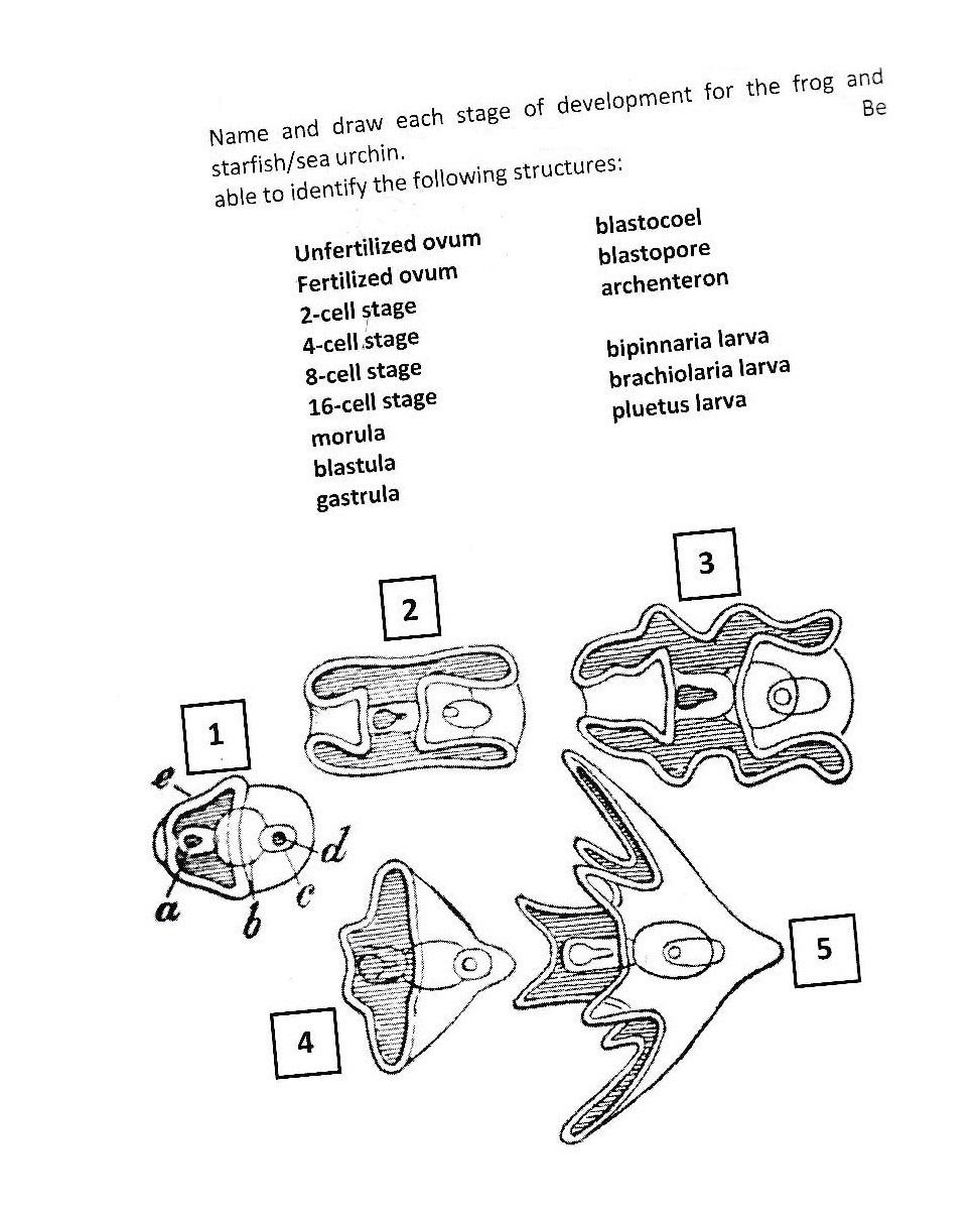 Solved Name and draw each stage of development for the frog | Chegg.com