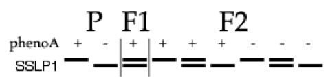 Solved Question 8(1 point)SSLP4 and SSLP1 are dimorphic | Chegg.com