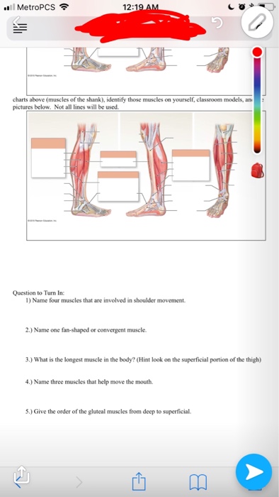 Solved MetroPCS charts above (muscles of the shank), | Chegg.com