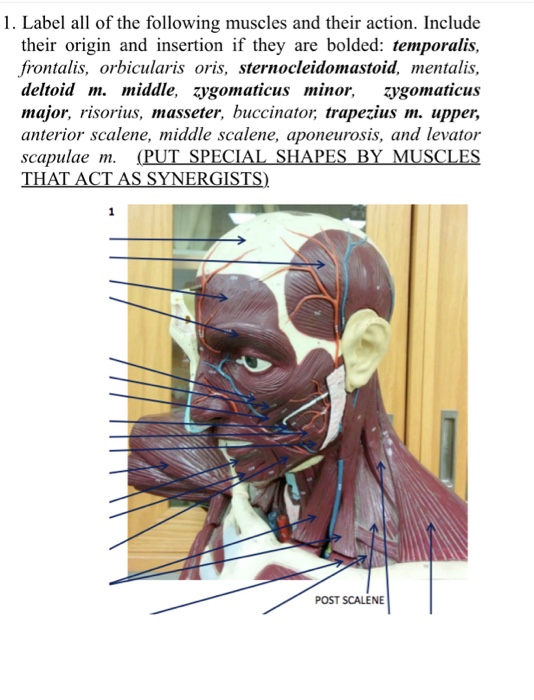 Zygomaticus Major And Minor Origin And Insertion