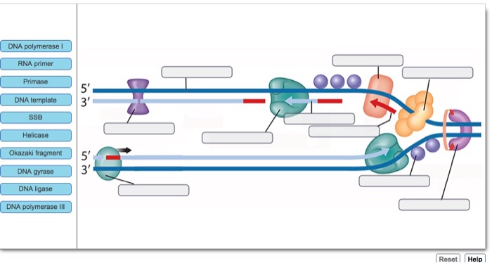 Solved DNA polymerase I RNA primer Primase 5' DNA template3' | Chegg.com