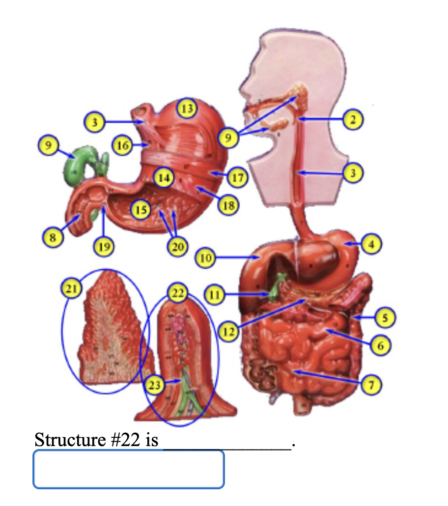 Solved 15 20 12 Structure #22 is | Chegg.com