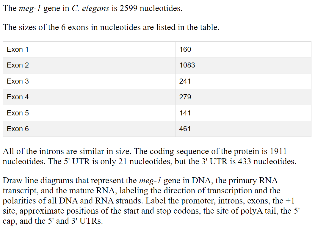 [Solved]: The meg-1 gene in C. elegans is 2599 nucleotides