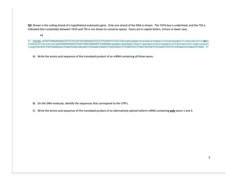 Solved Q2: Shown is the coding strand of a hypothetical | Chegg.com