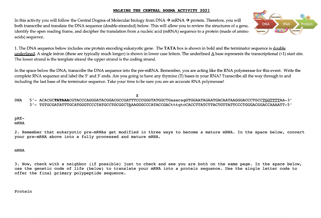 Solved WALKING THE CENTRAL DOGMA ACTIVITY 2021 DNA RNA | Chegg.com