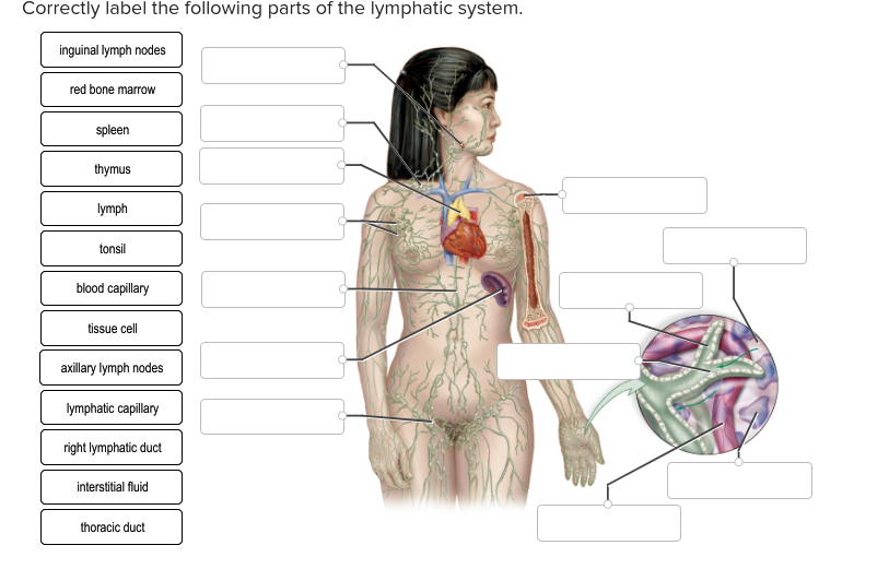 Solved Correctly label the following parts of the lymphatic | Chegg.com