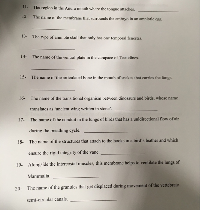 Solved 11- The region in the Anura mouth where the tongue | Chegg.com