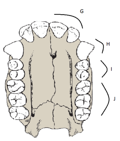 Solved What type of tooth are labeled with G, H, I, and J on | Chegg.com