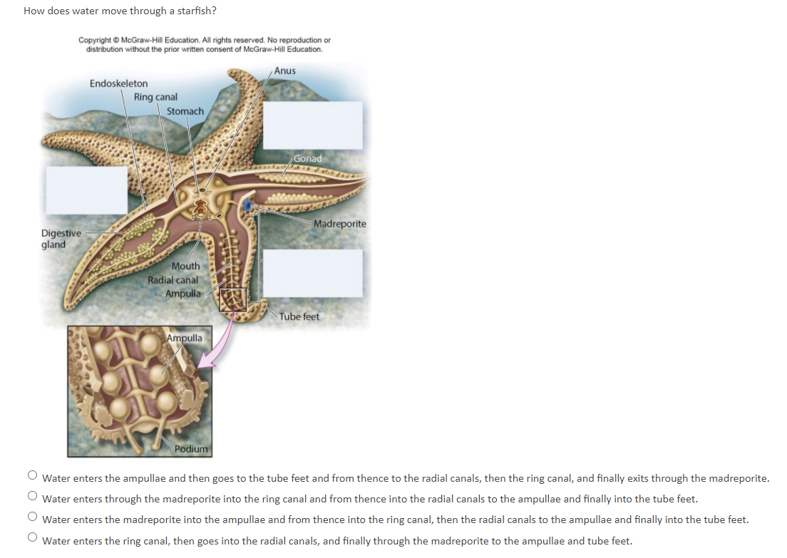 Starfish Reproduction