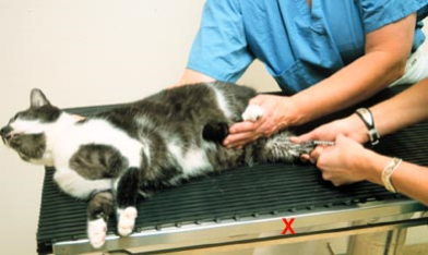Medial Saphenous Vein Cat