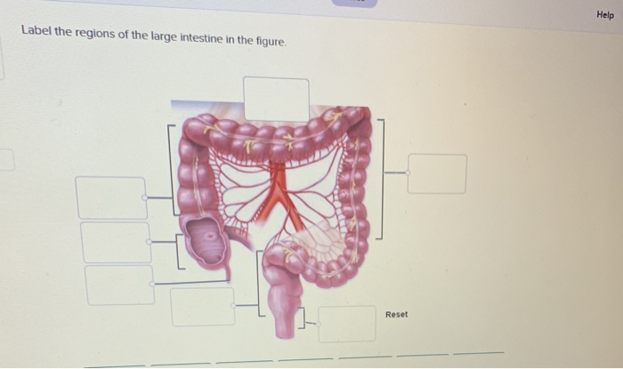 Solved Help Label the regions of the large intestine in the | Chegg.com