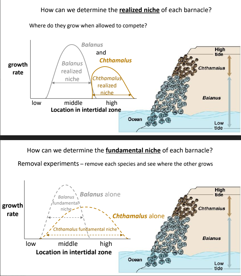 Solved Balanus balanoides larvae settle throughout | Chegg.com