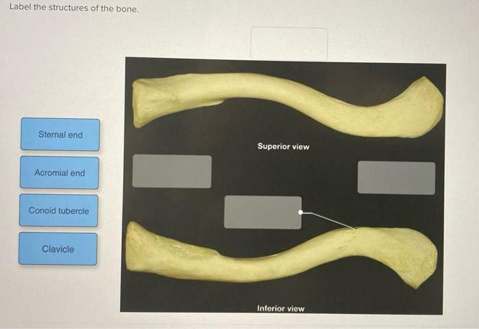 Solved Label the structures of the bone. Sternal end | Chegg.com