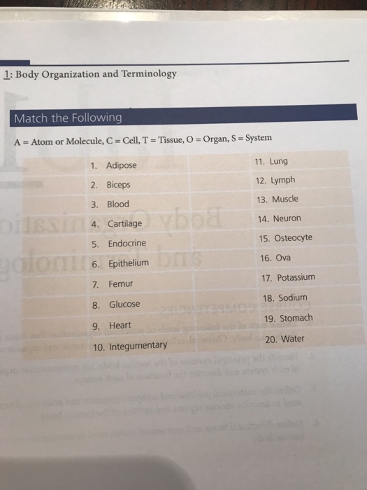 Solved 1: Body Organization and Terminology Match the | Chegg.com