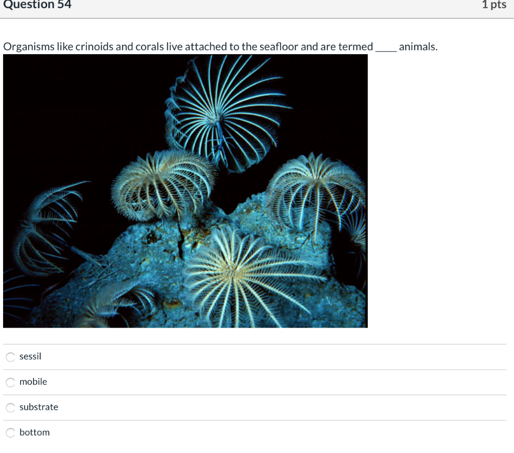 Solved Question 36 1 pts These type of eruptions shoot a | Chegg.com