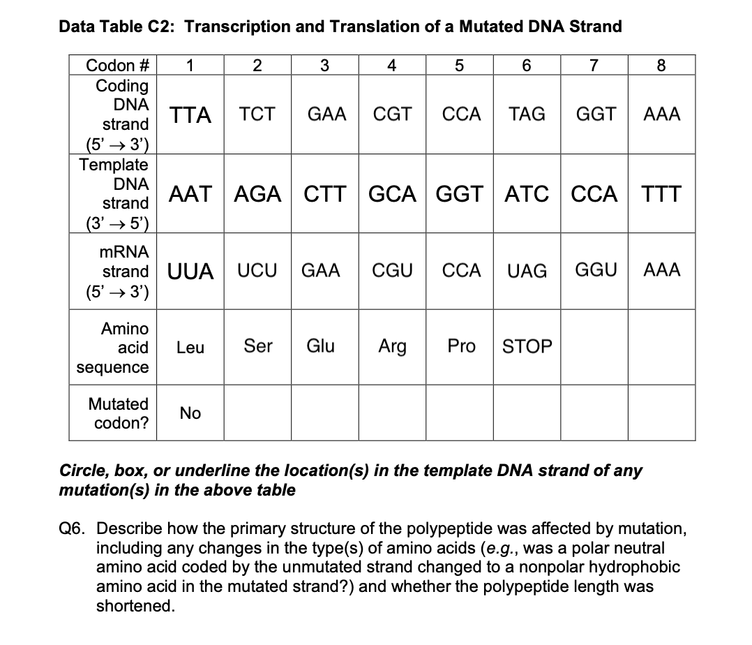 Transcription And Translation Chart