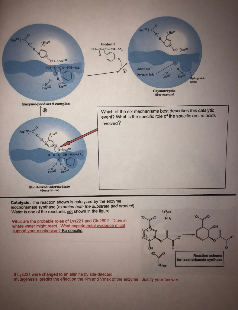 There are 7 steps to the serine protease mechanism | Chegg.com