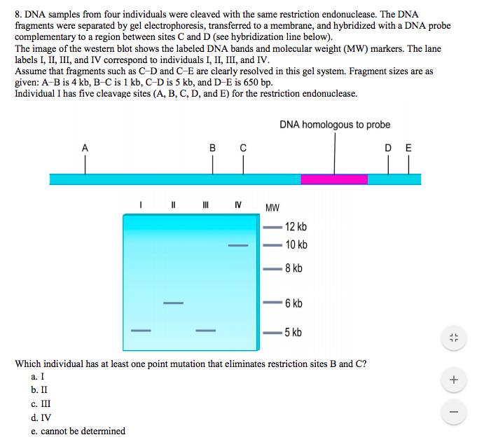 Solved 8. DNA samples from four individuals were cleaved | Chegg.com