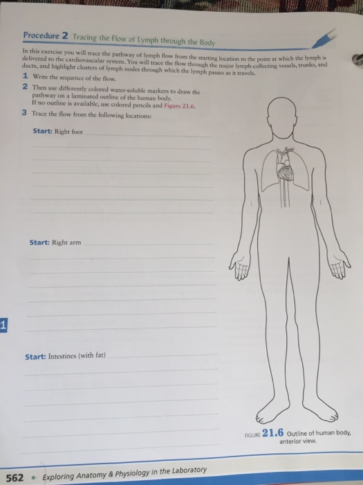 Solved Procedure 2 Tracing the Flow of Lymph through the | Chegg.com