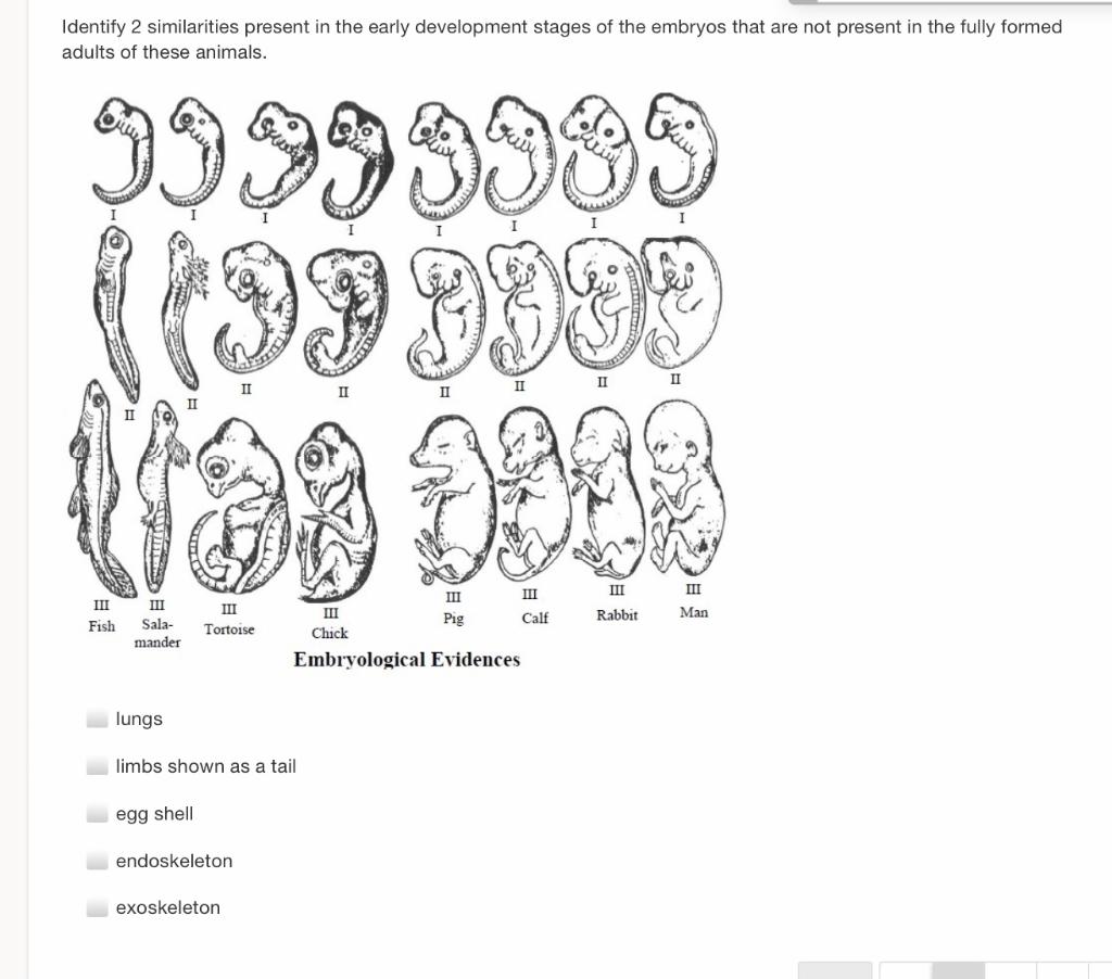 Solved Identify 2 similarities present in the early | Chegg.com