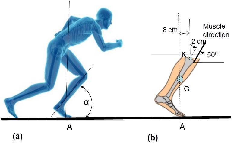 Solved A man is preparing to run in a static position as | Chegg.com