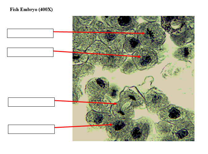Solved Cell Division Worksheet #1 Microscope Images (Type in | Chegg.com