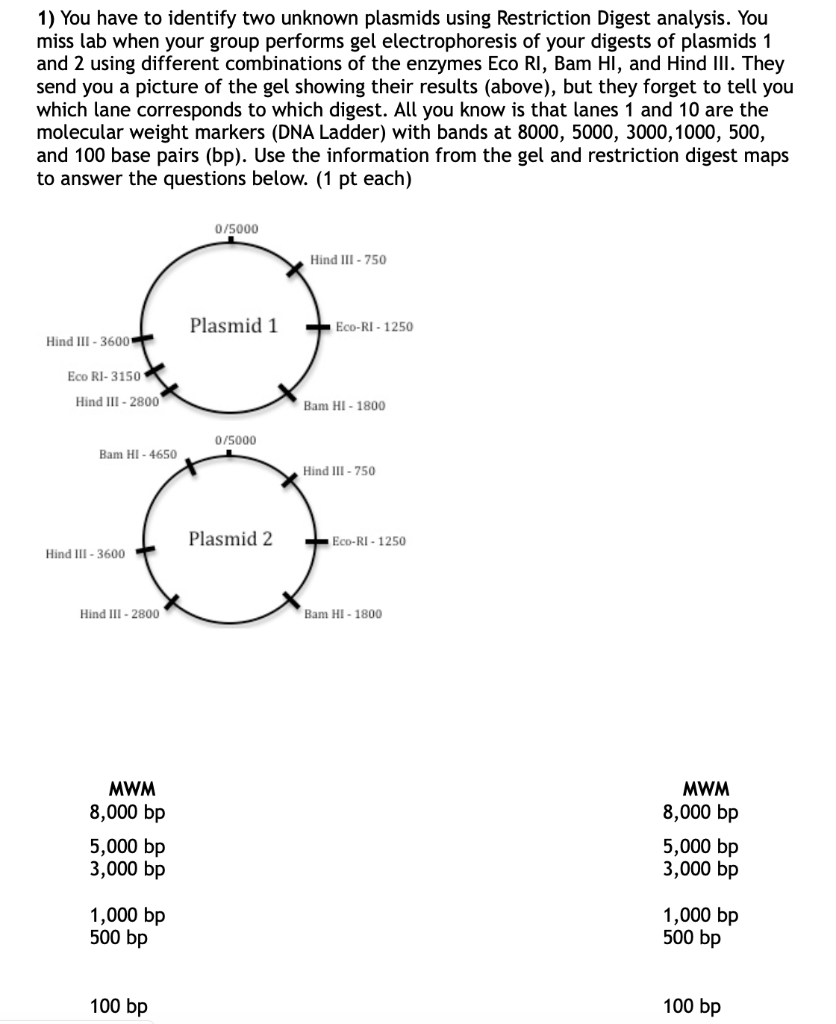 Solved 1) You have to identify two unknown plasmids using | Chegg.com