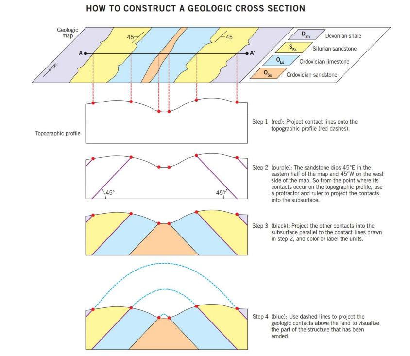 Read, draw, and write a summary of the 4 steps in | Chegg.com