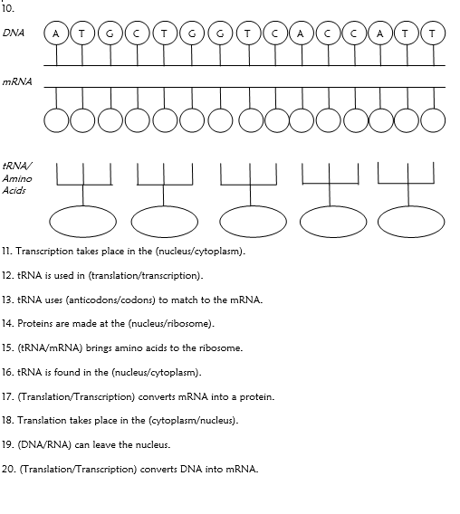 Solved Directions: Use the DNA code to create your mRNA | Chegg.com