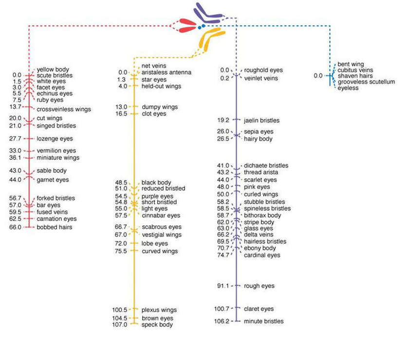 Solved Shown below is the gene map for drosophila | Chegg.com