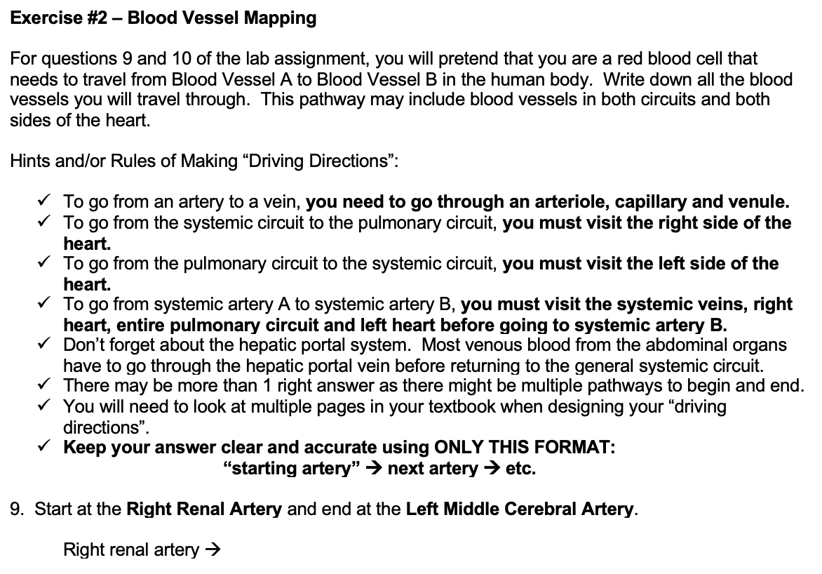 Solved Exercise #2 - Blood Vessel Mapping For questions 9 | Chegg.com