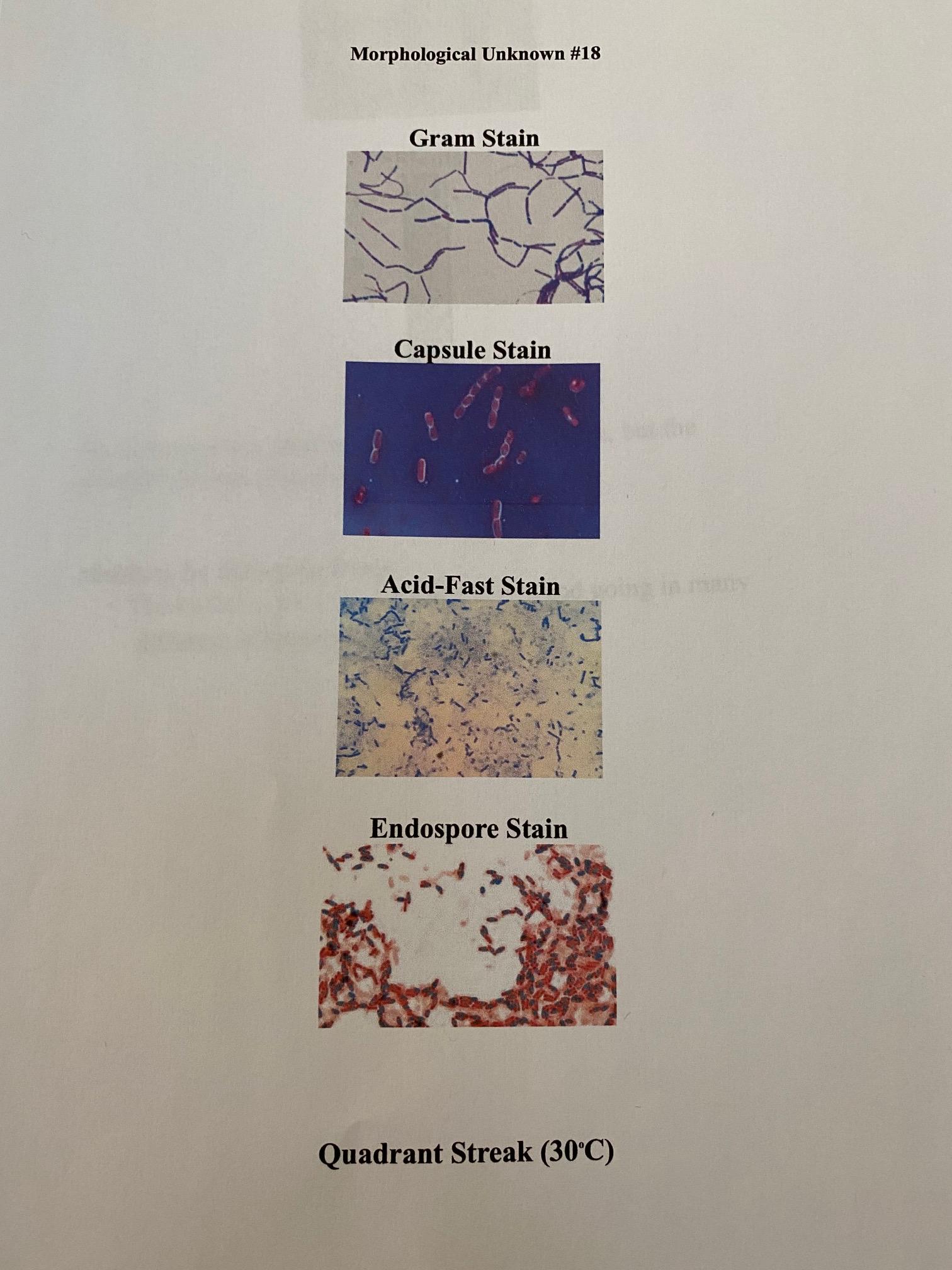 Solved TABLE 1: POSSIBLE UNKNOWN ORGANISMS Bacillus | Chegg.com