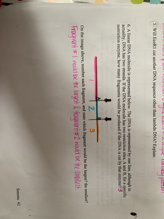 Solved 5. Will EcoR1 cut another DNA sequence other than | Chegg.com