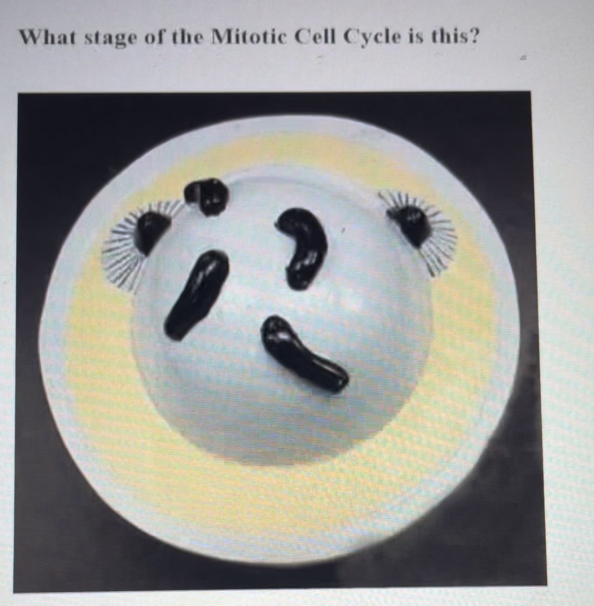 Solved What stage of the Mitotic Cell Cycle is this? | Chegg.com