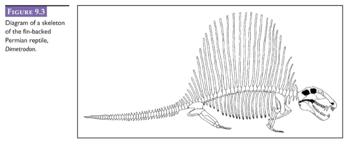 Solved 1. Various bones are identified on the skeleton | Chegg.com