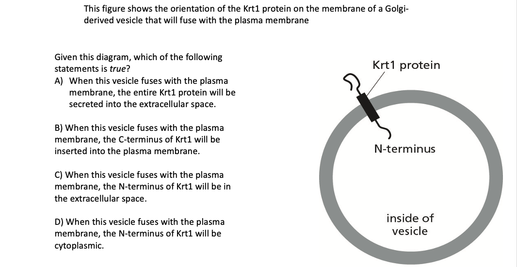 Solved This figure shows the orientation of the Krt1 protein | Chegg.com