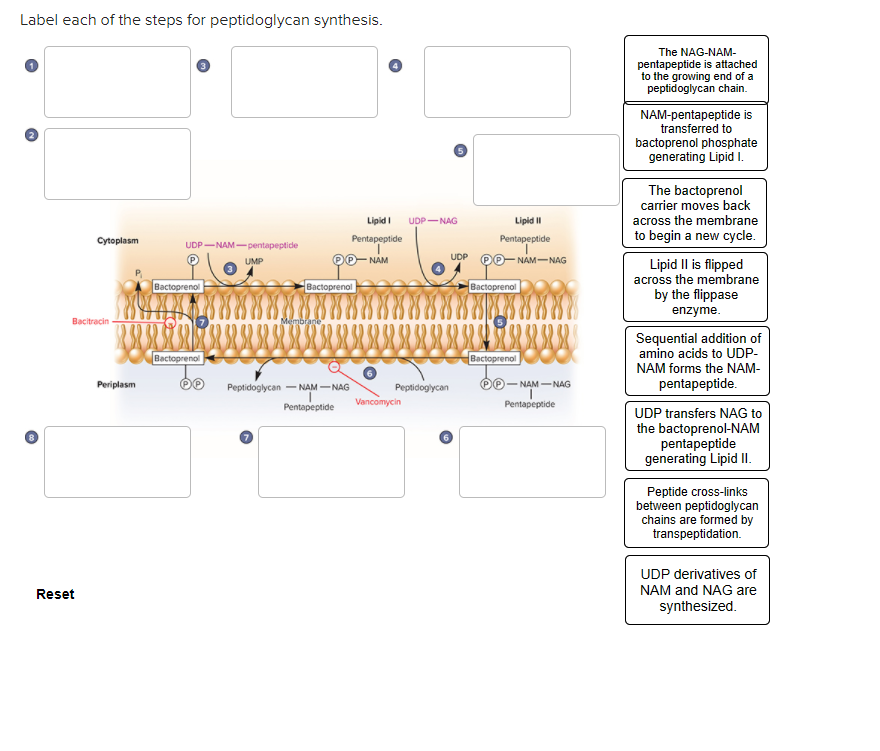 Solved Label each of the steps for peptidoglycan synthesis. | Chegg.com