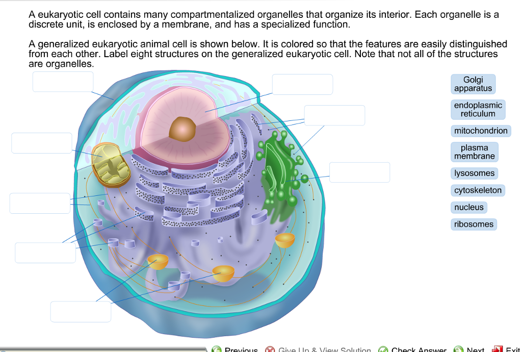 Solved Label this Eukaryotic cell image A eukaryotic cell | Chegg.com