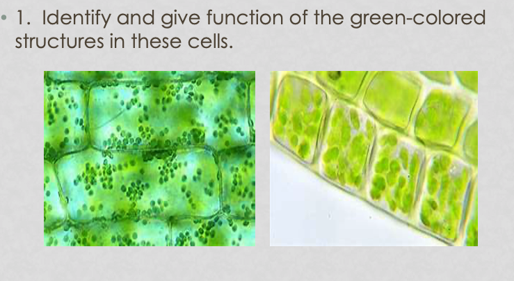 Solved 1. Identify and give function of the green-colored | Chegg.com