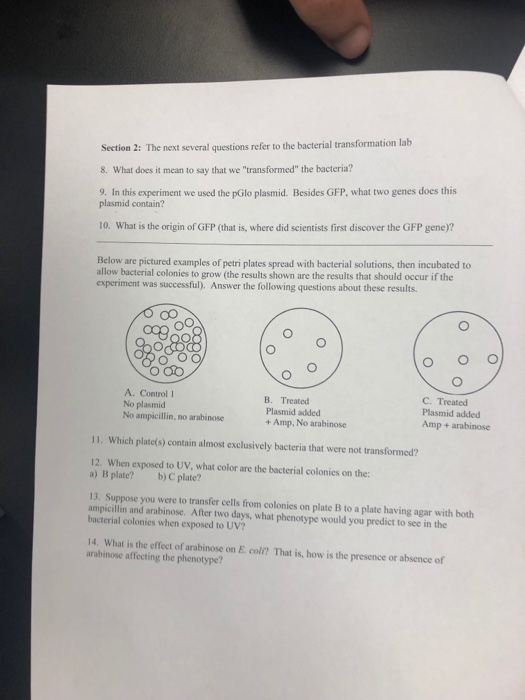 Bacterial Transformation Lab