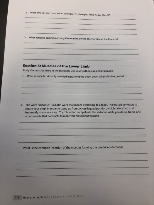 Solved 2. What anterior arm muscle can you observe when you | Chegg.com
