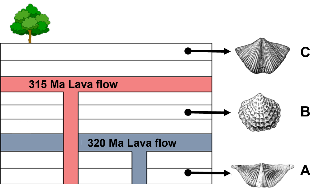 Solved The Age Of Which Brachiopod Fossil Is Known With The