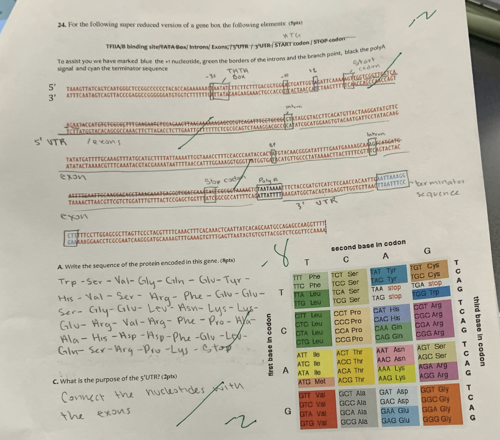 Solved (16) 17. (3pts) Write down (in a 5′ to 3 ' | Chegg.com