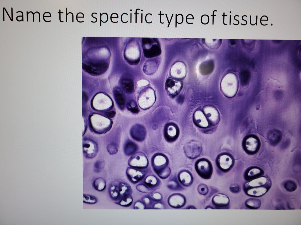 Solved 1. Name this specific type of tissue. 2. Name the | Chegg.com