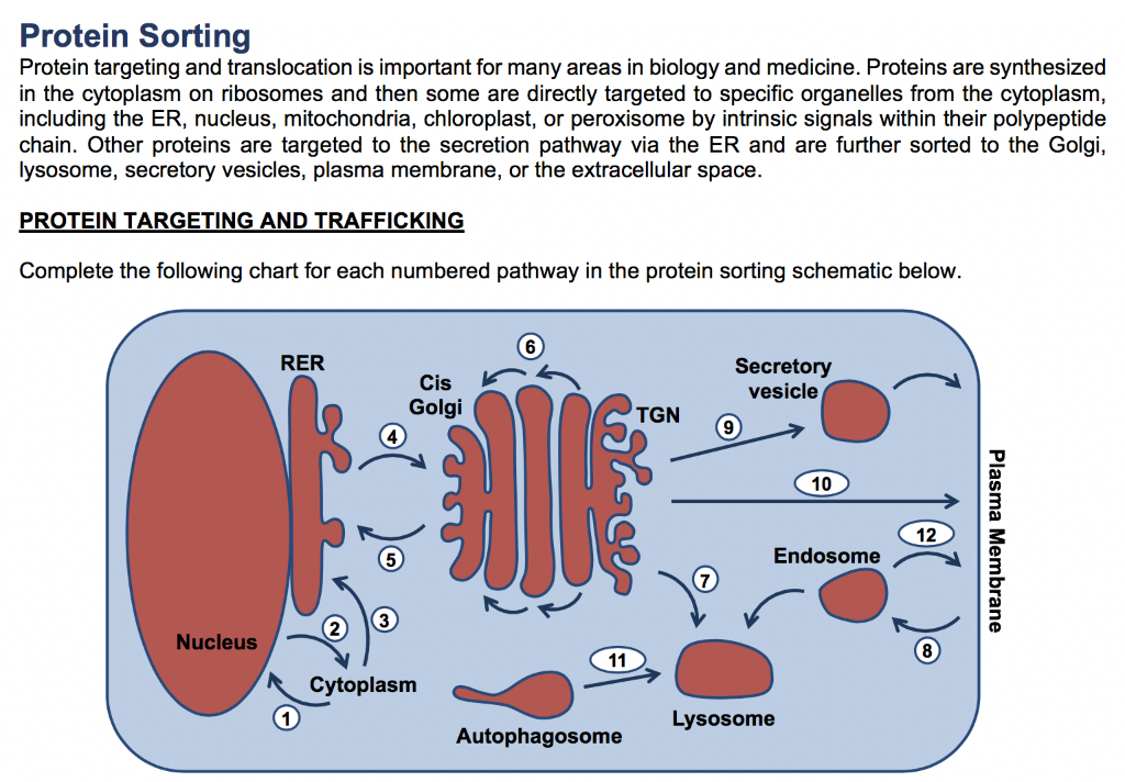 Protein Sorting Protein targeting and translocation | Chegg.com