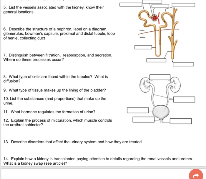Solved T 5. List the vessels associated with the kidney, | Chegg.com