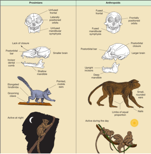 Solved Examine the pictures and/or casts in the laboratory | Chegg.com