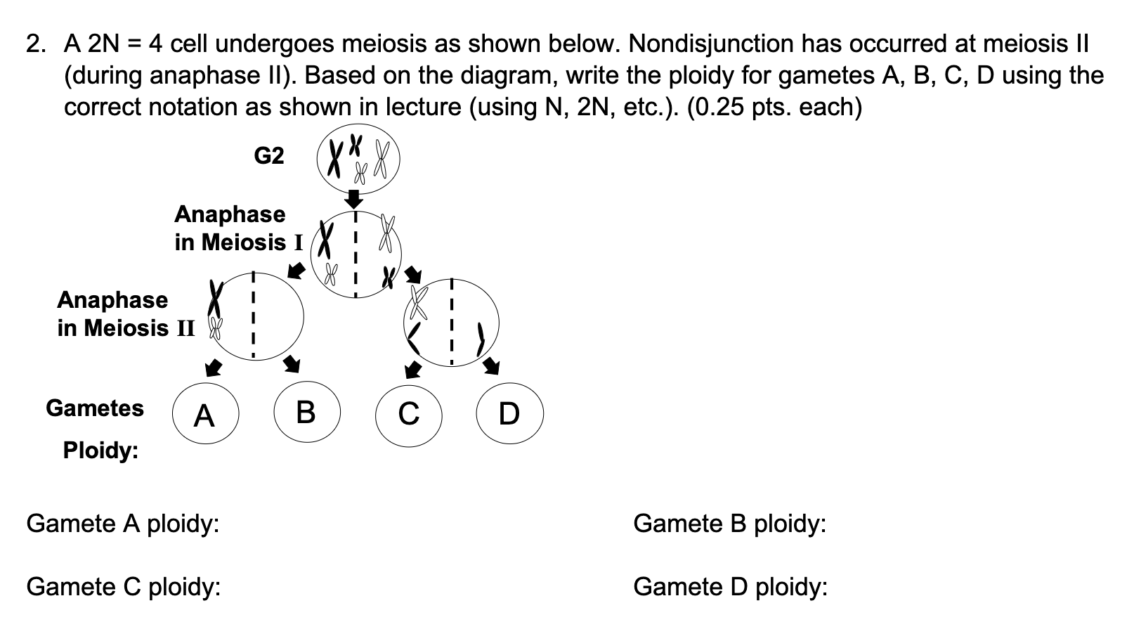 2n4 Meiosis Diagram Chromosomal Nondisjunction