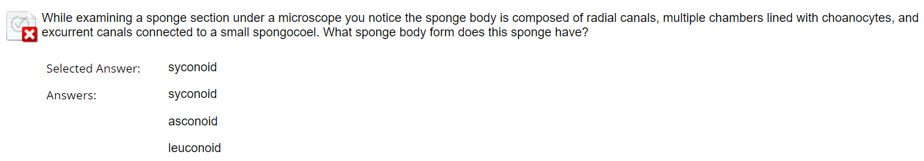 Solved While examining a sponge section under a microscope | Chegg.com